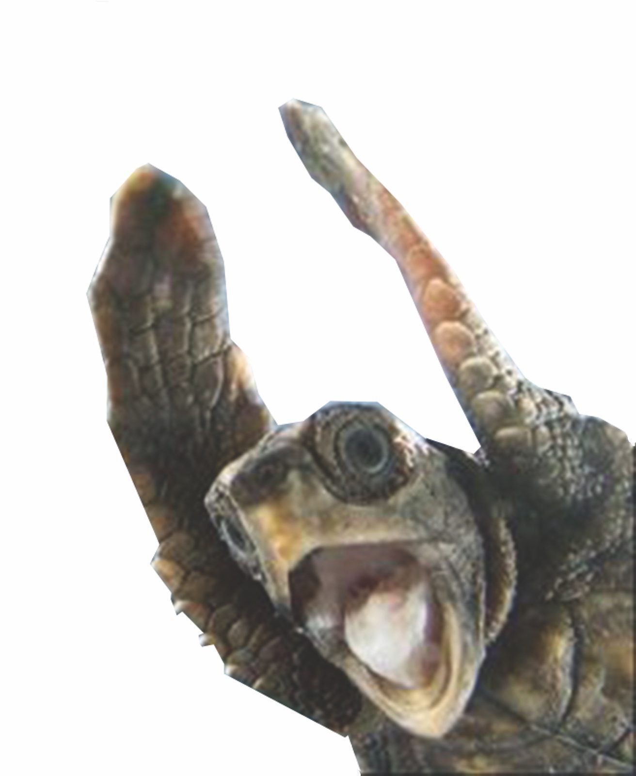 TURTLE TRACKS: Beach obstructions deadly for our sea turtles | Boca Beacon