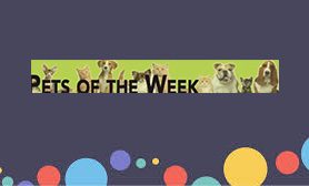 Pets of the Week | Boca Beacon