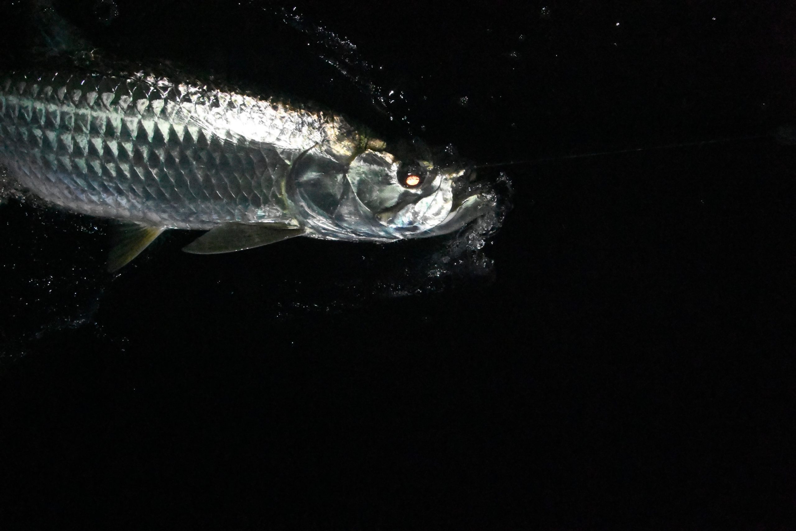 The tarpon are here ... where are all y’all anglers? | Boca Beacon