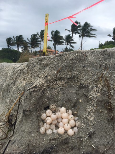 Turtle tracks: Turtle facts you might not know | Boca Beacon