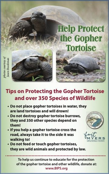 BIPS talks gopher tortoises | Boca Beacon