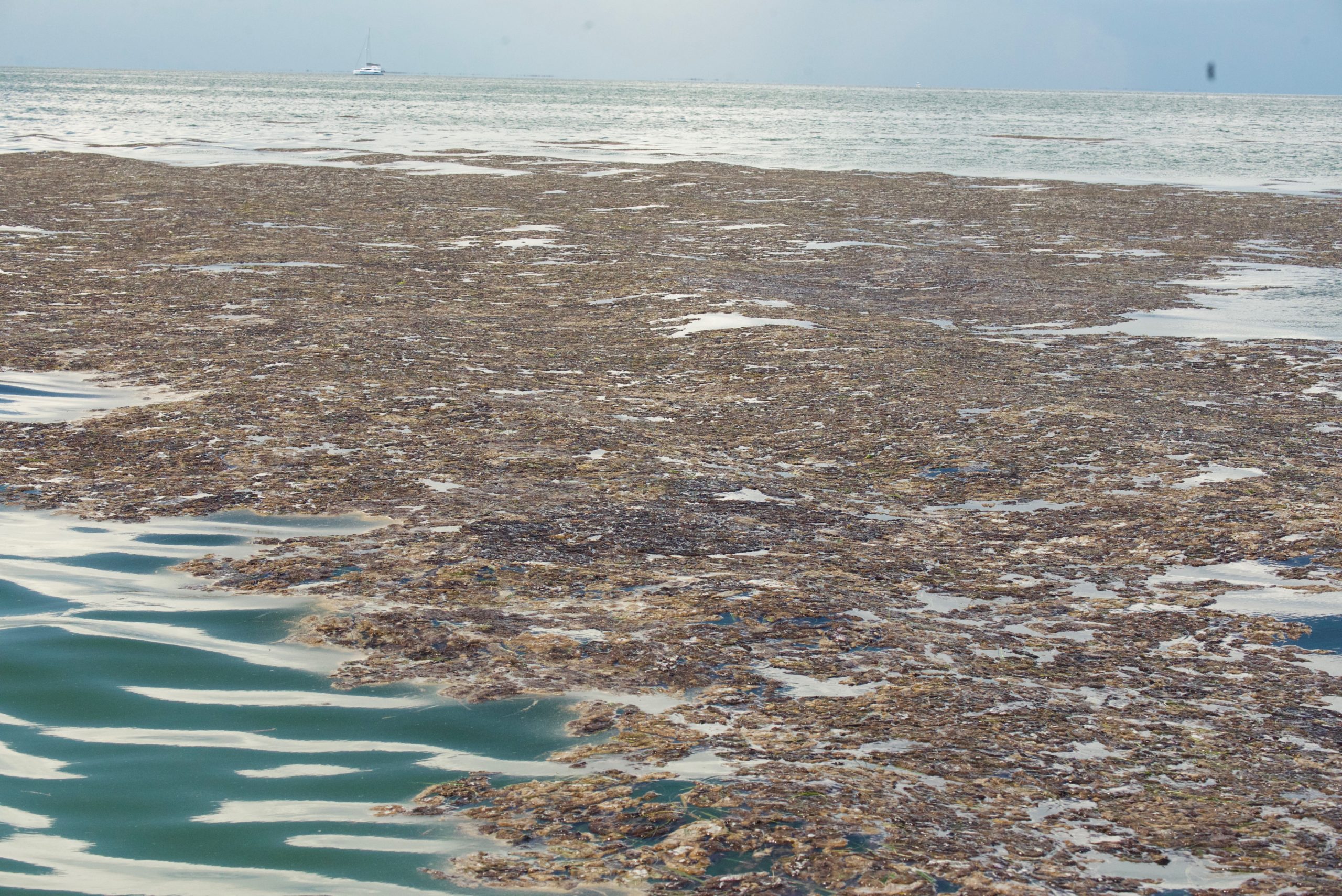 What is this slimy sludge in our water? One island resident is on the ...