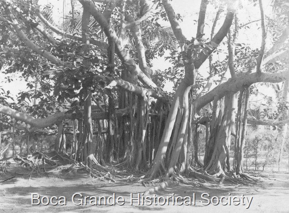 Historic Preservation Board extends 'Octopus Tree' dialog | Boca Beacon