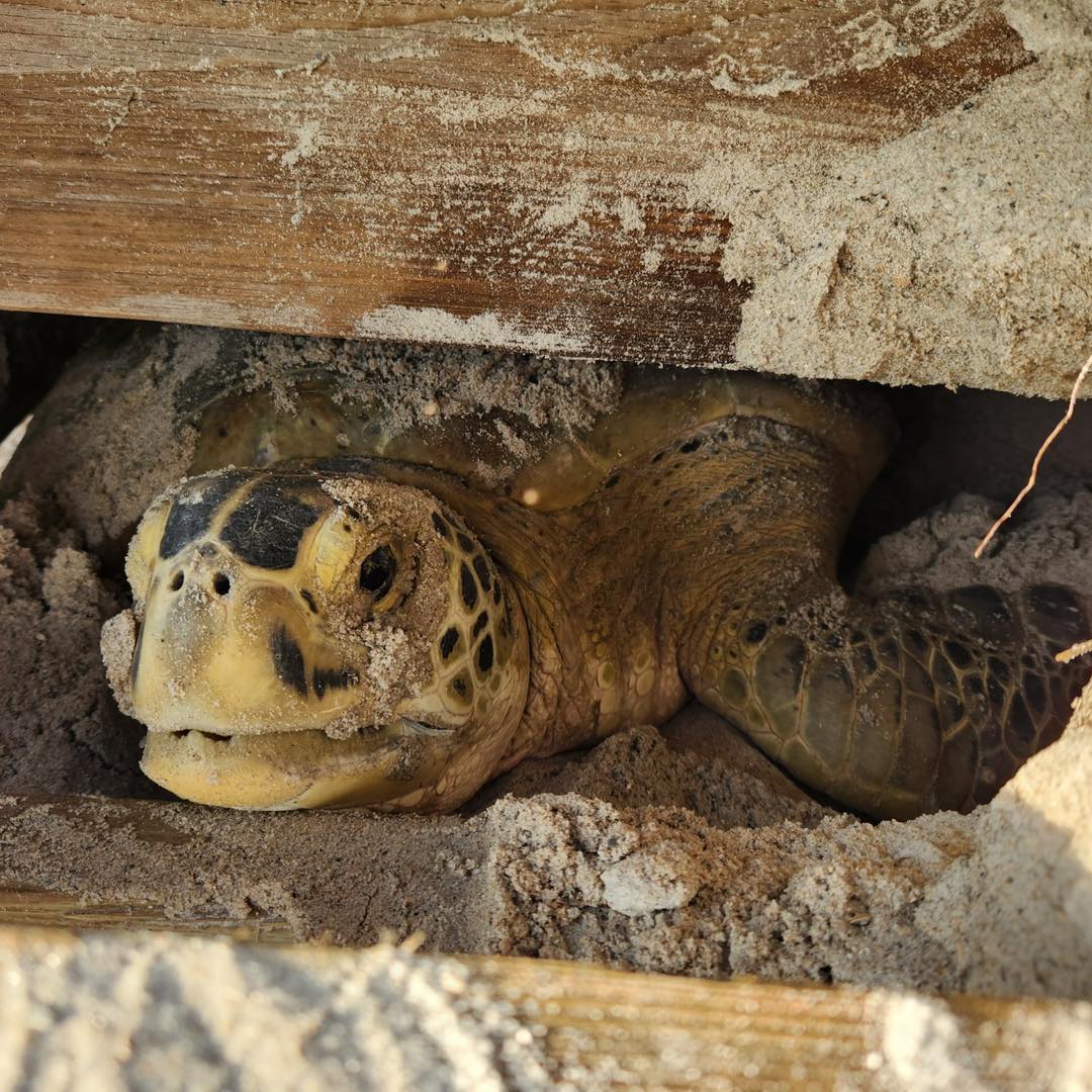 SEA TURTLE TALK | Boca Beacon