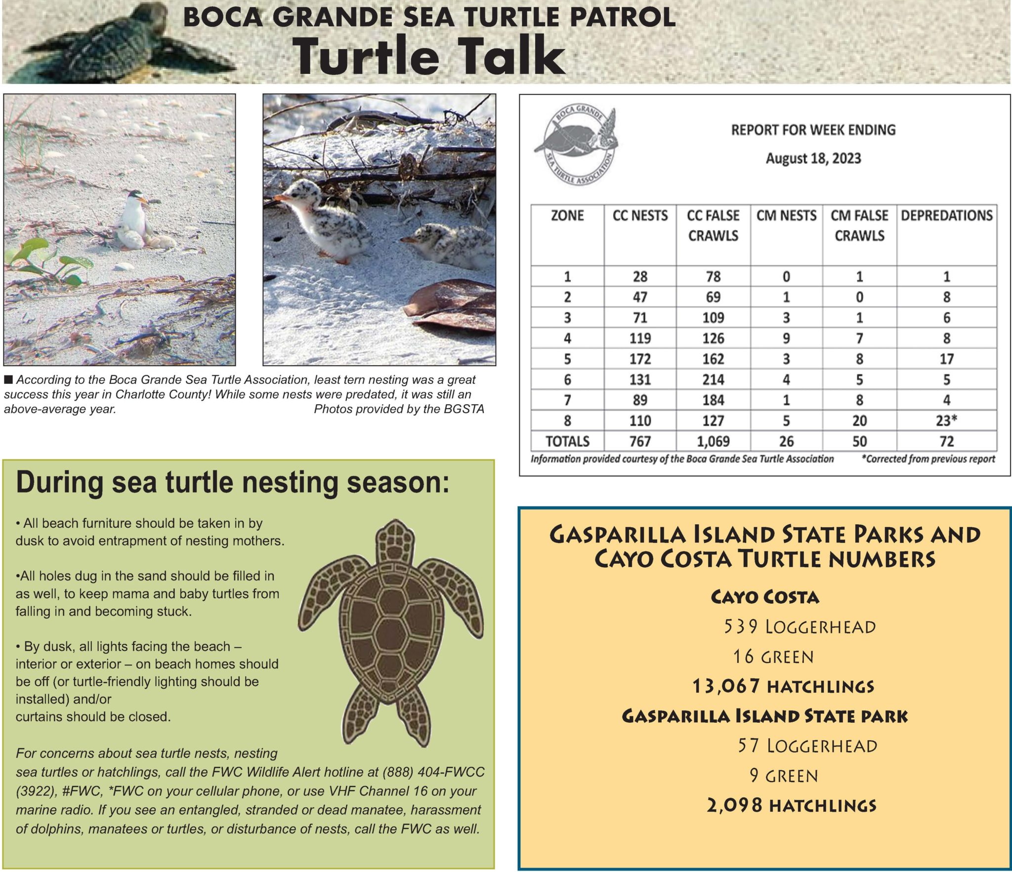 TURTLE TALK | Boca Beacon