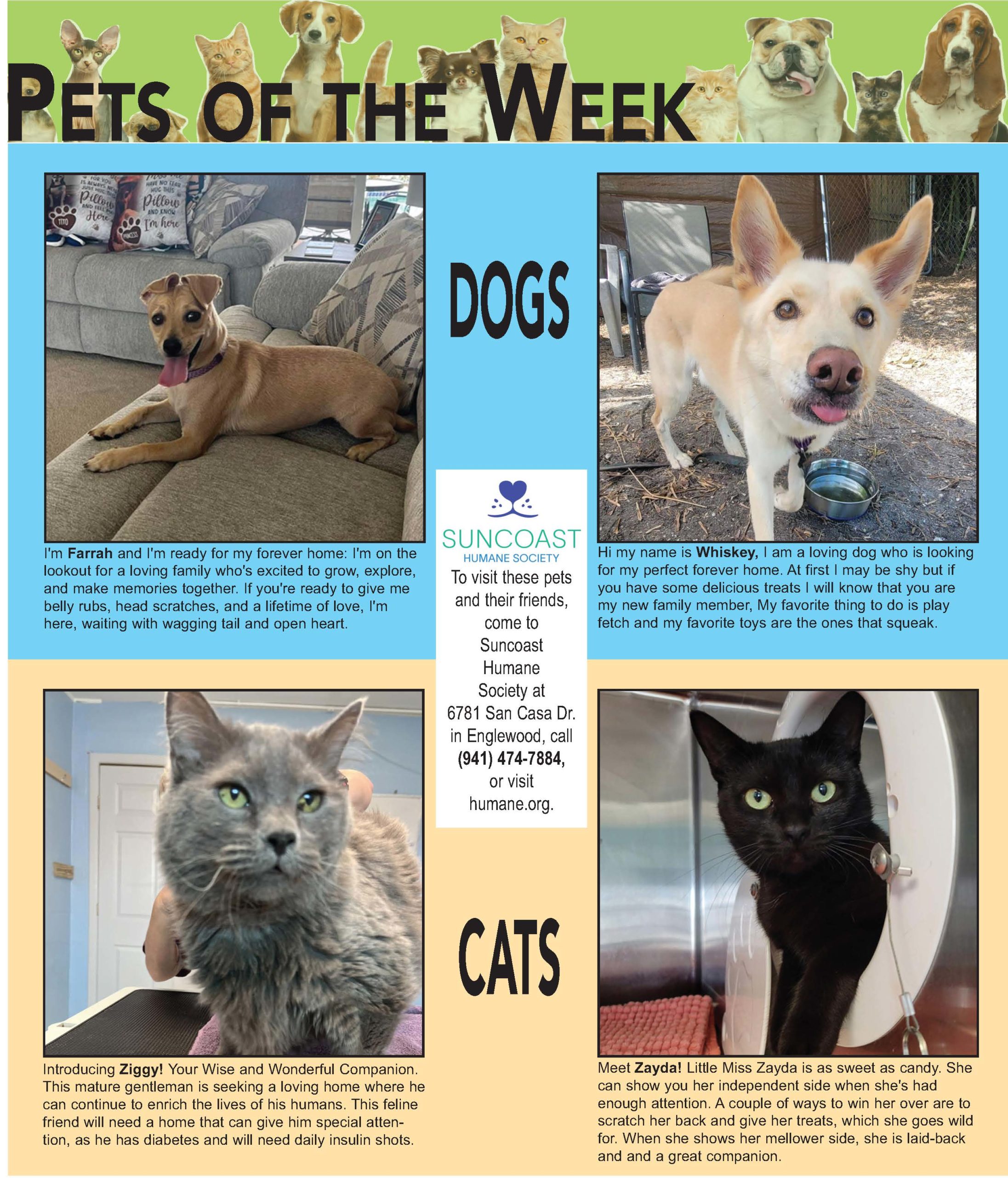 PETS OF THE WEEK | Boca Beacon
