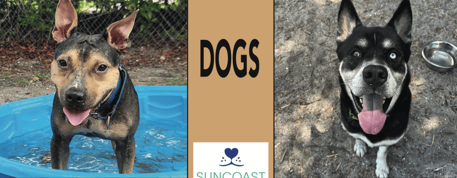 ADOPTABLE PETS OF THE WEEK | Boca Beacon