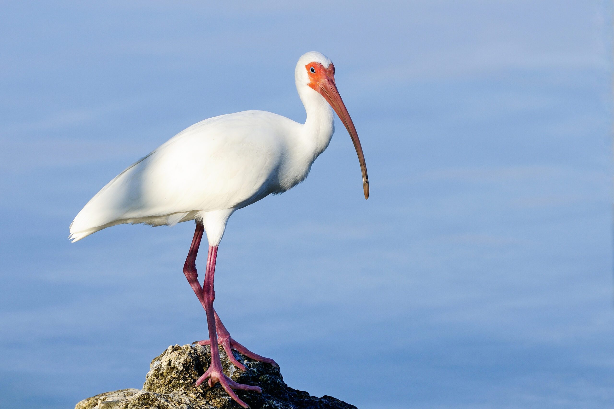 A one-legged ibis visit, and his wedge near the waterworks | Boca Beacon