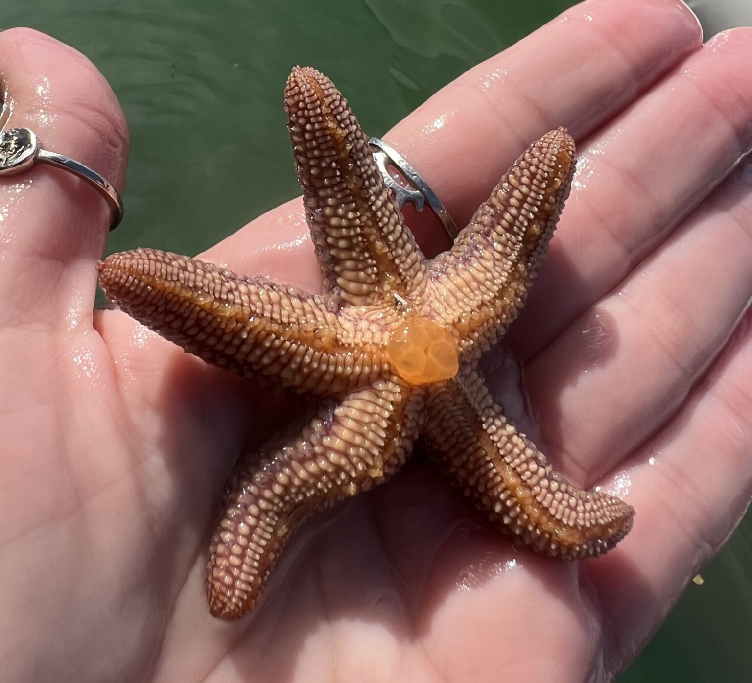The Forbes sea star Asterias forbesi | Boca Beacon