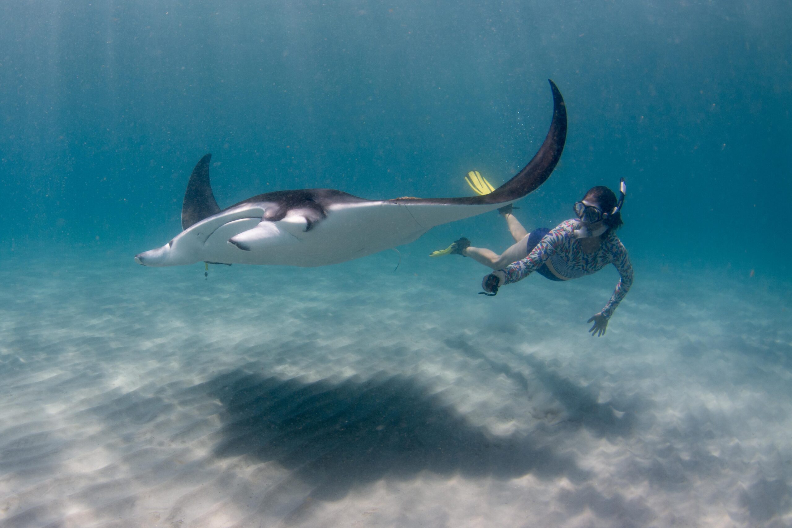 Manta Ray expert swims into Cape Haze Feb. 22 | Boca Beacon