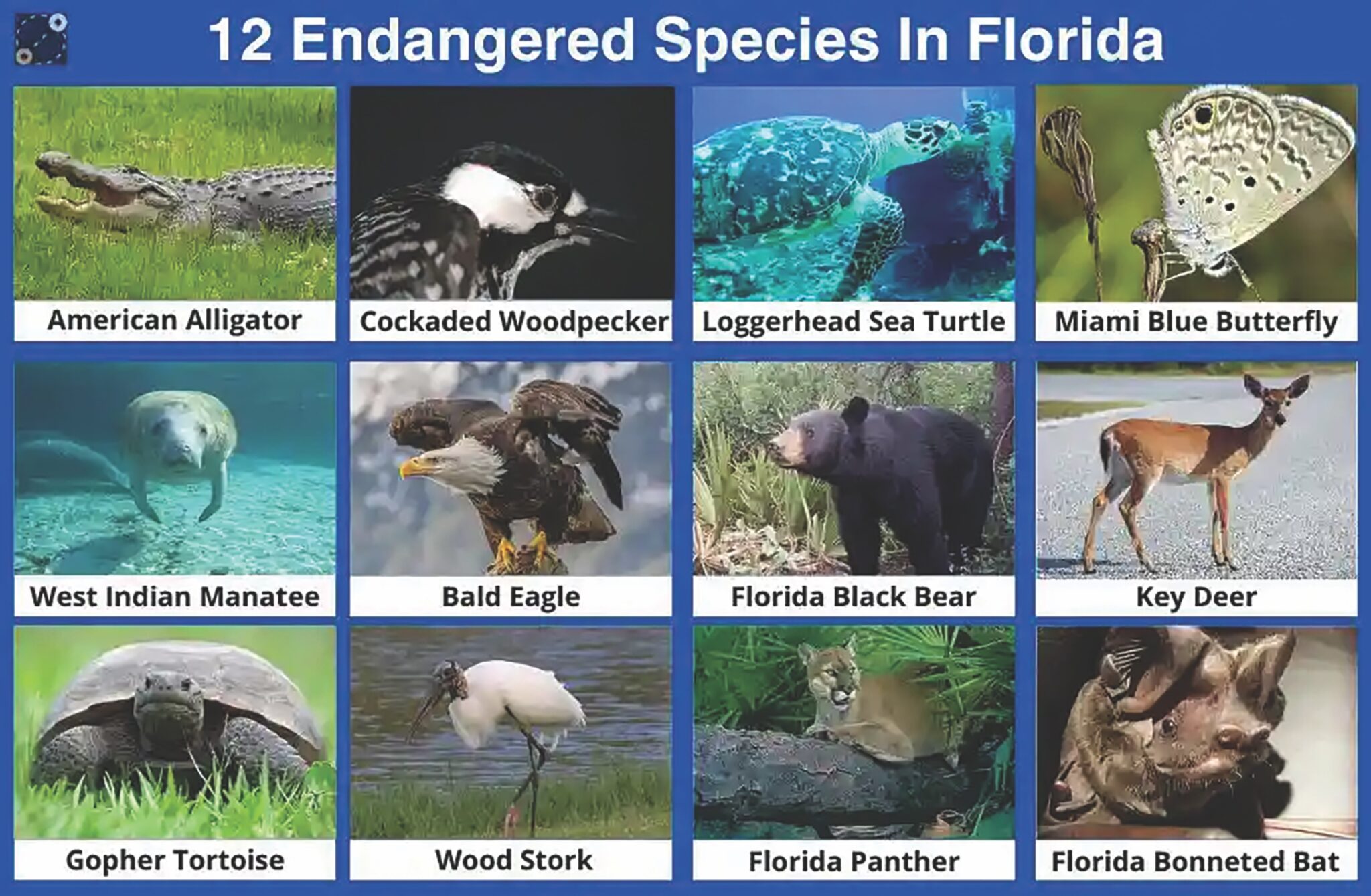 EcoWatch: Good and bad news for Florida’s ecosystem | Boca Beacon