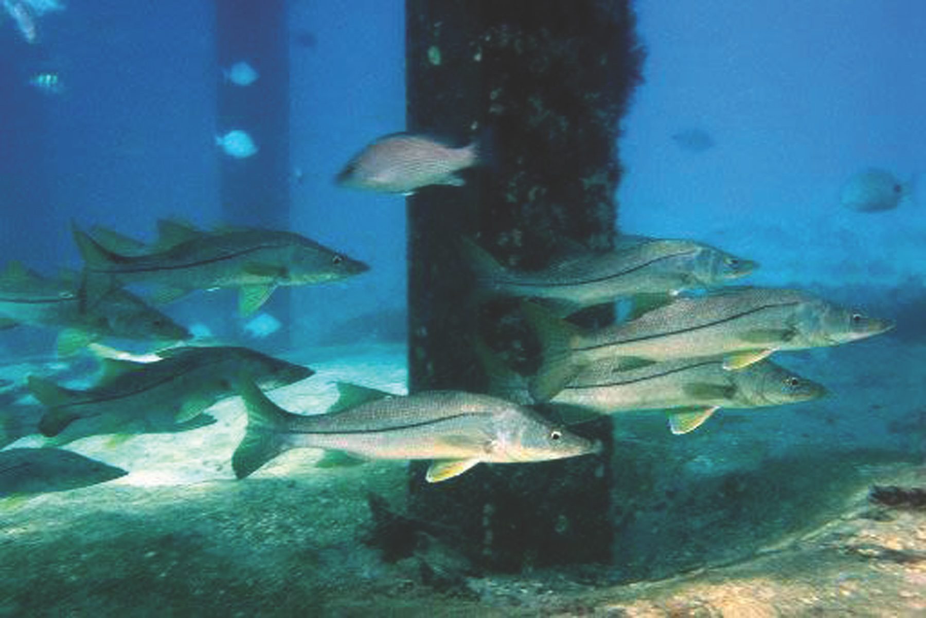 Local snook season remains open through April 30 | Boca Beacon