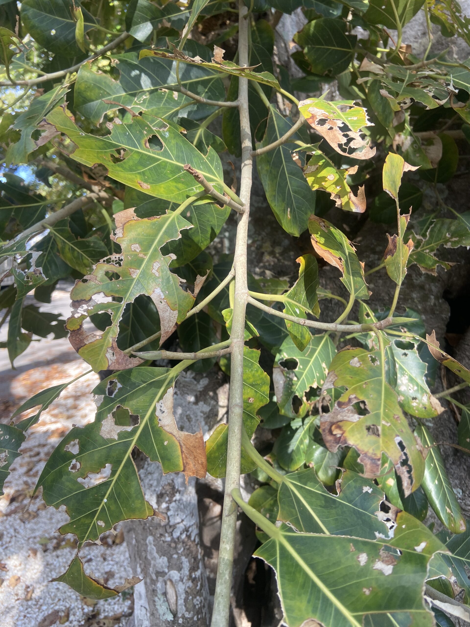 Banyan Street seems to recover after April caterpillar feast | Boca Beacon