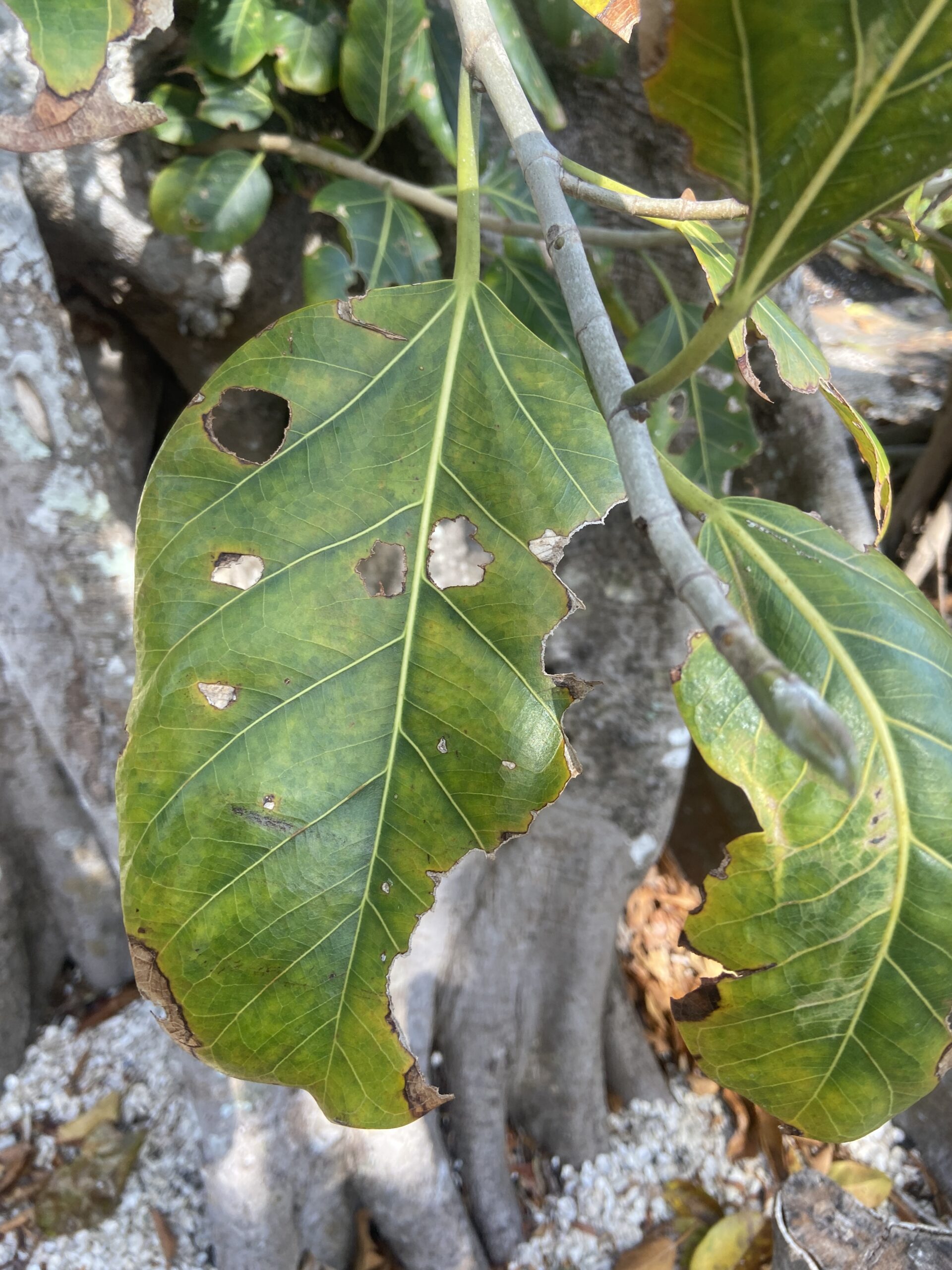 Banyan Street seems to recover after April caterpillar feast | Boca Beacon