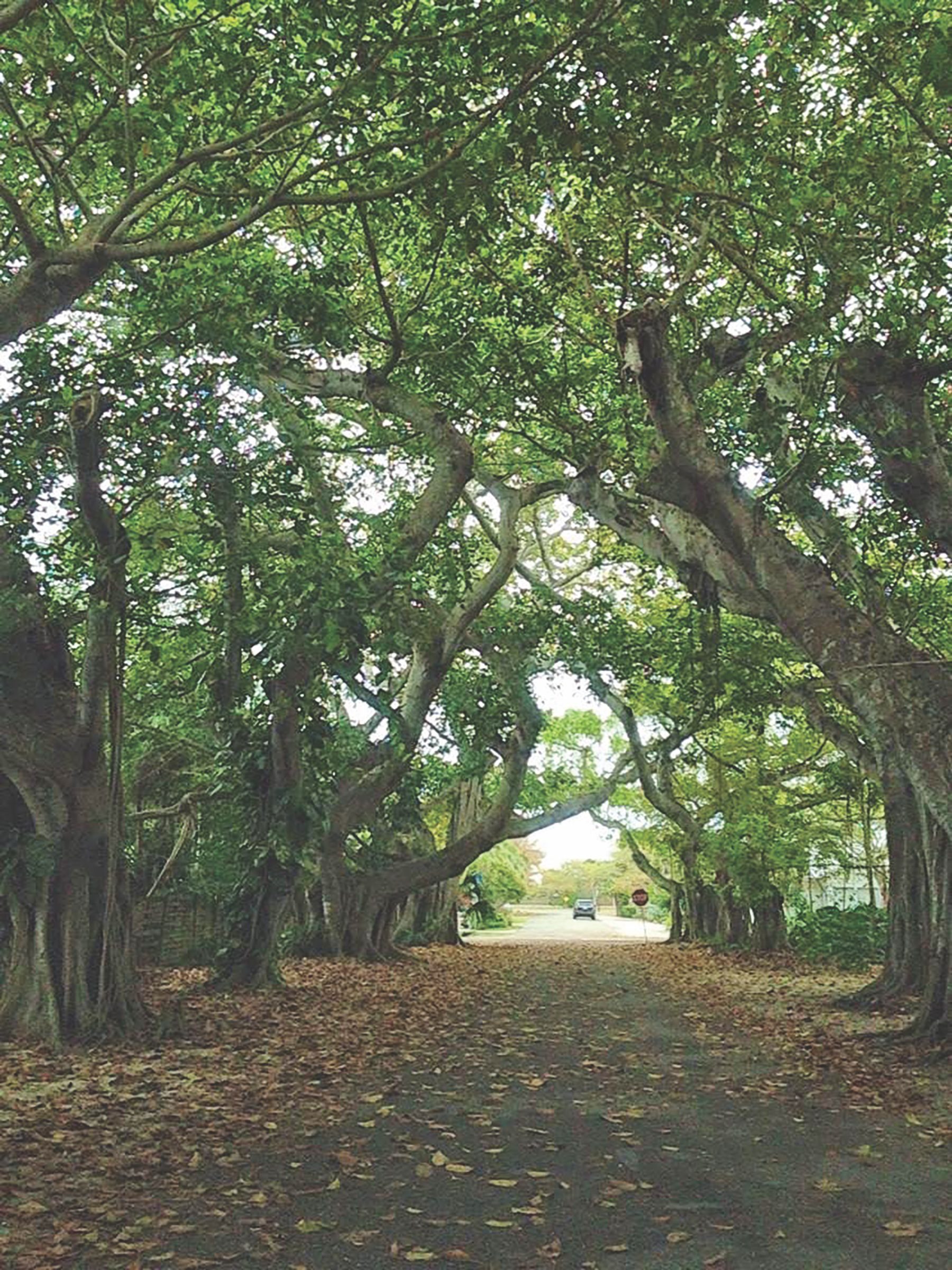 Lee County contracts with Banyan expert for report on plant conditions ...