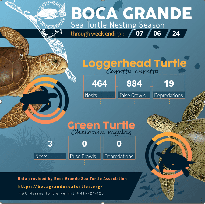 Turtle Report Disoriented Hatchlings Dont Need Blazing Lights On Beach Boca Beacon