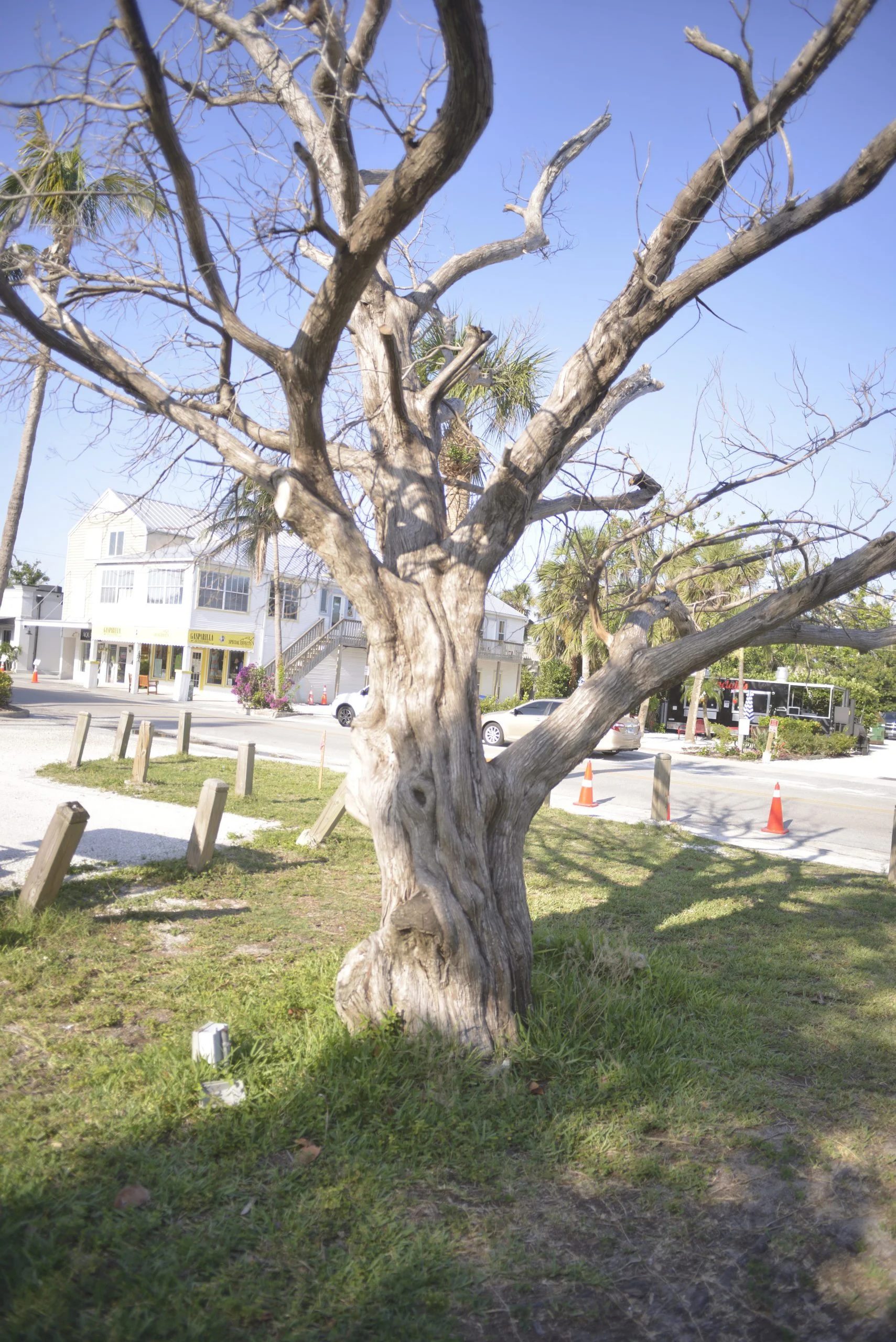 New Community Christmas tree, planted across from Hudson’s | Boca Beacon