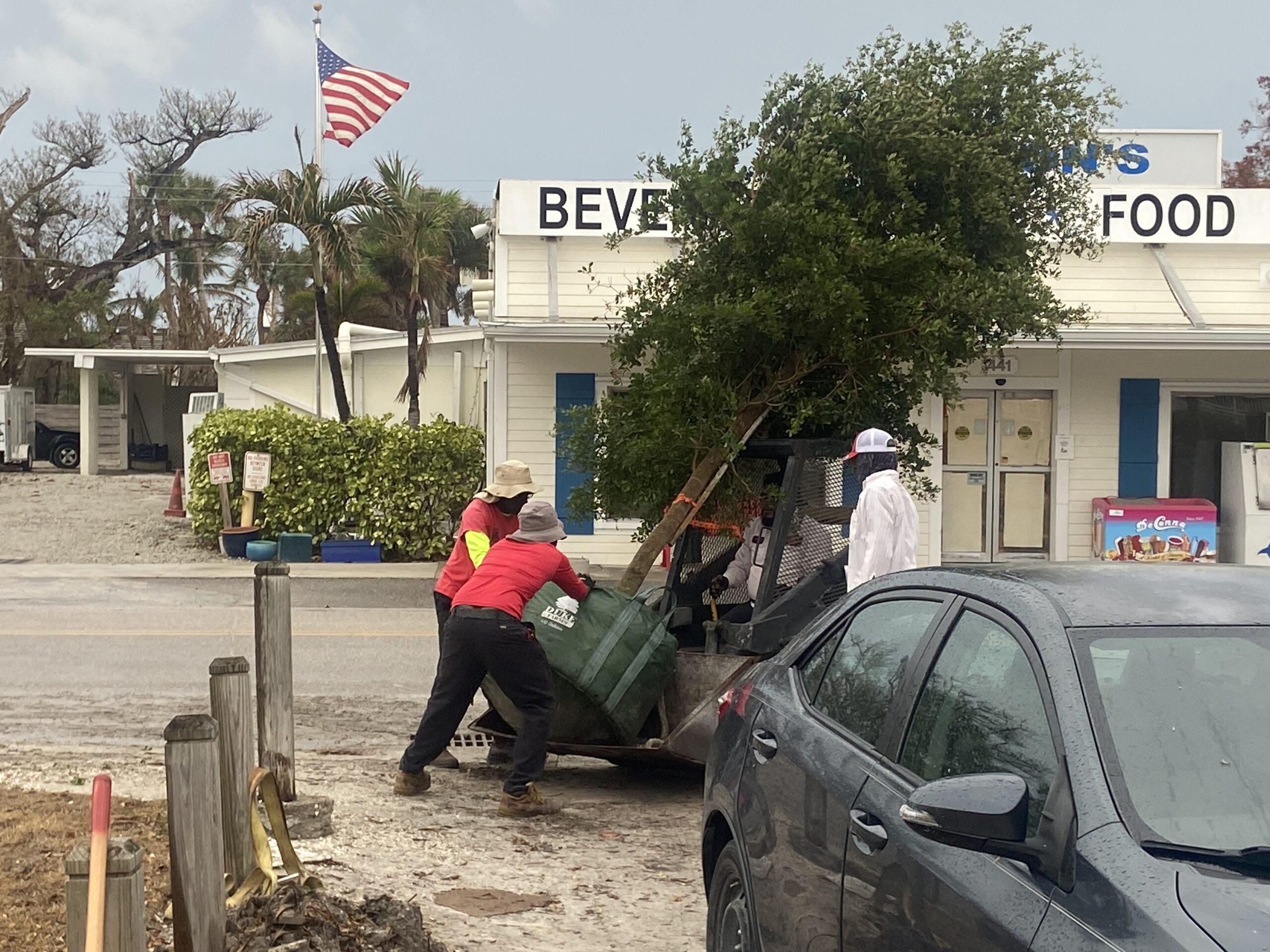 New Community Christmas tree, planted across from Hudson’s | Boca Beacon