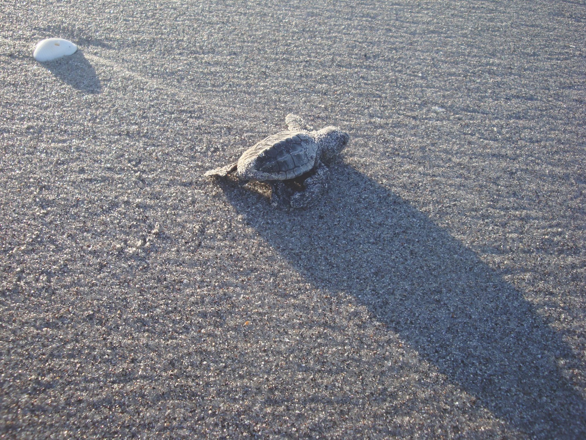 Sea turtle recognition program | Boca Beacon