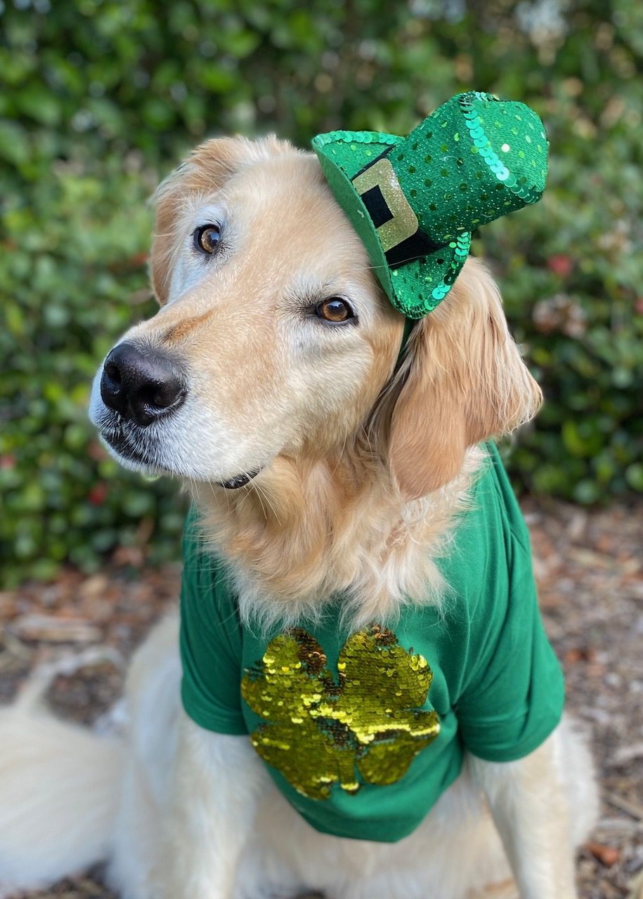 Lucky Dog | Boca Beacon