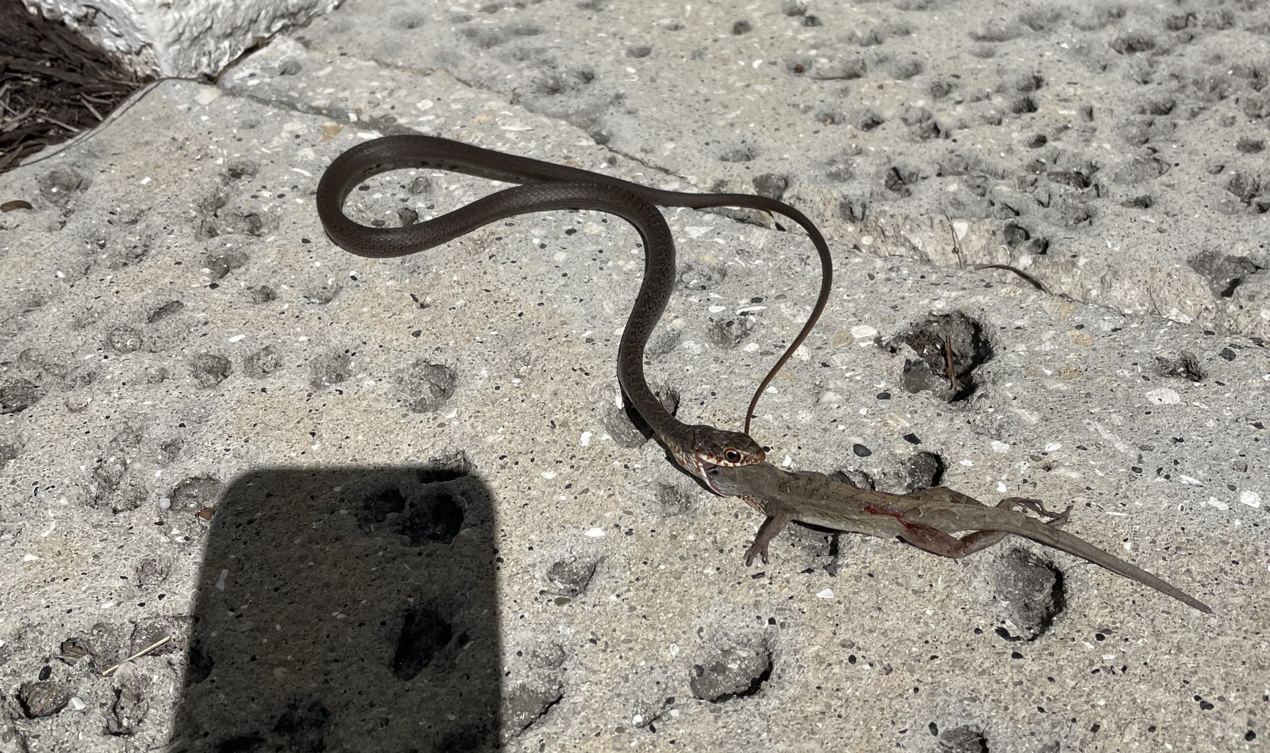 Snake 1 lizard 0 | Boca Beacon