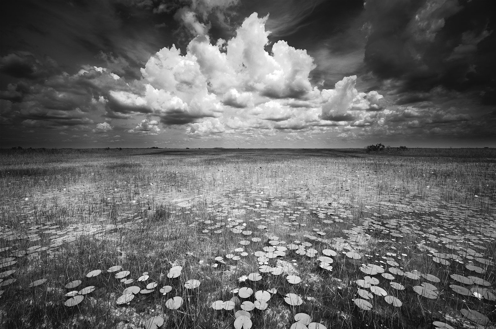 J.McLaughlin to feature Clyde Butcher for Everglades group | Boca Beacon