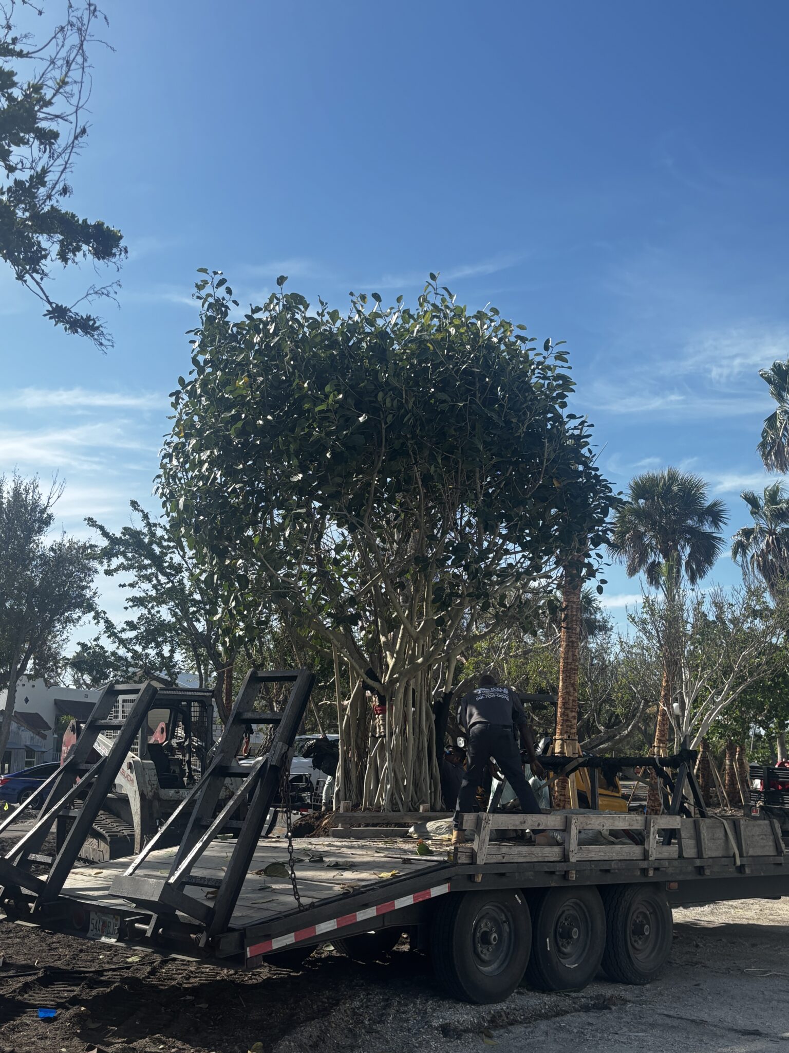 New banyan arrives for Town Park landscaping | Boca Beacon