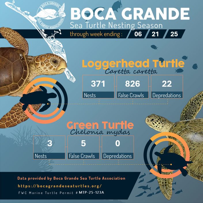 Predators increasing their attacks on sea turtle nests | Boca Beacon