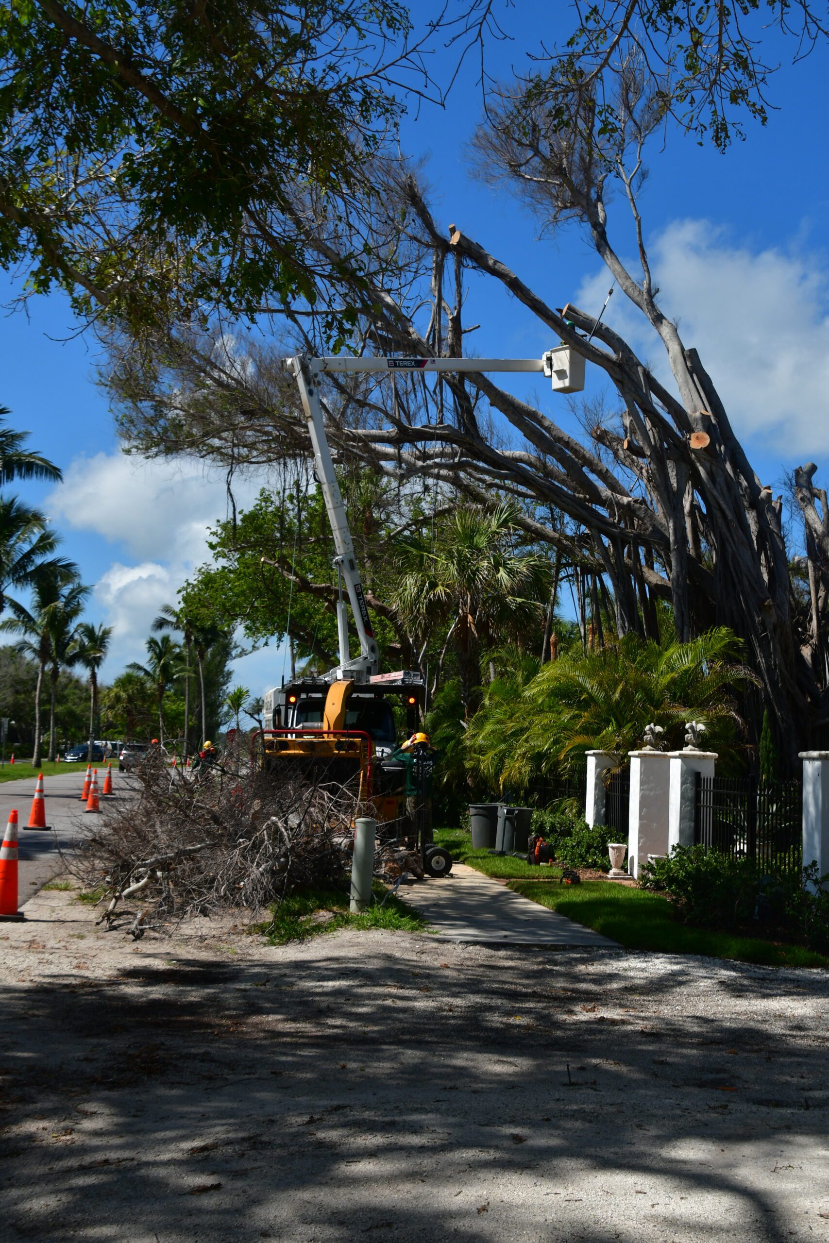 Tree crews out across island | Boca Beacon