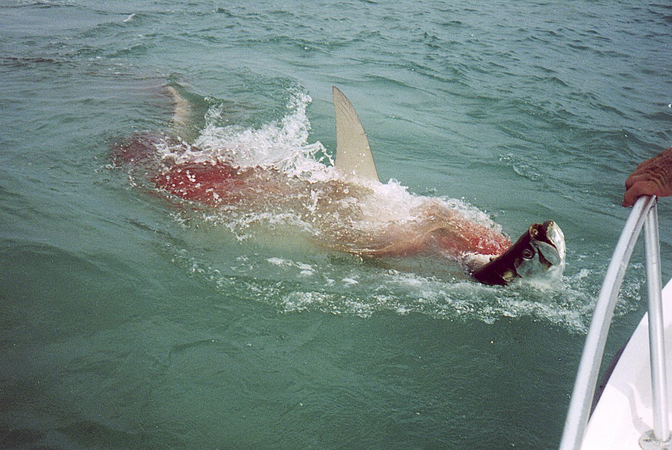 Mote Marine tests shark-repellent devices | Boca Beacon