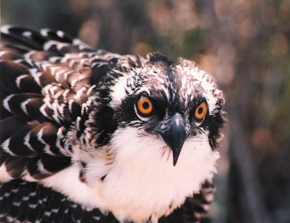 An extraordinary bird: The osprey | Boca Beacon