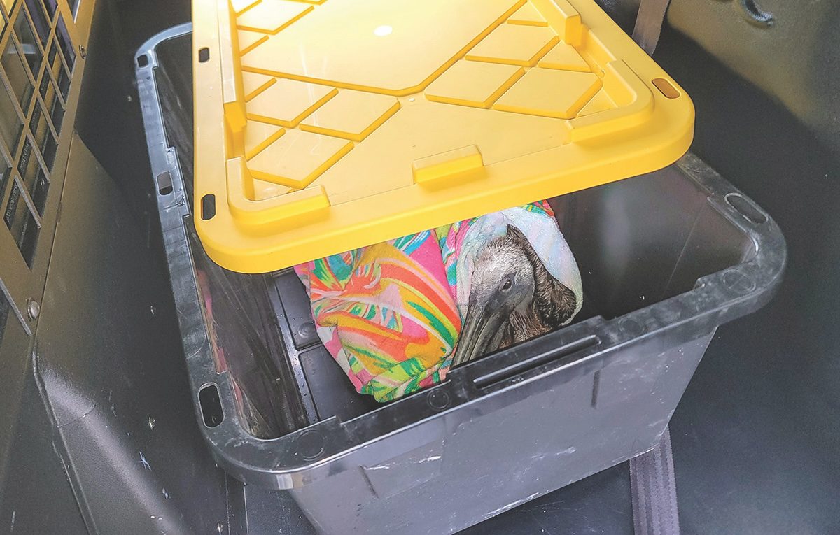 Wildlife orientation meetings at Boca Grande Community Center Nov. 19 ...