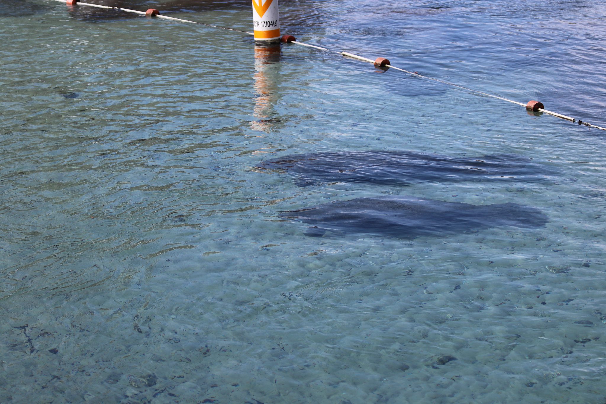 Manatee migration reminder from Florida Fish & Wildlife | Boca Beacon